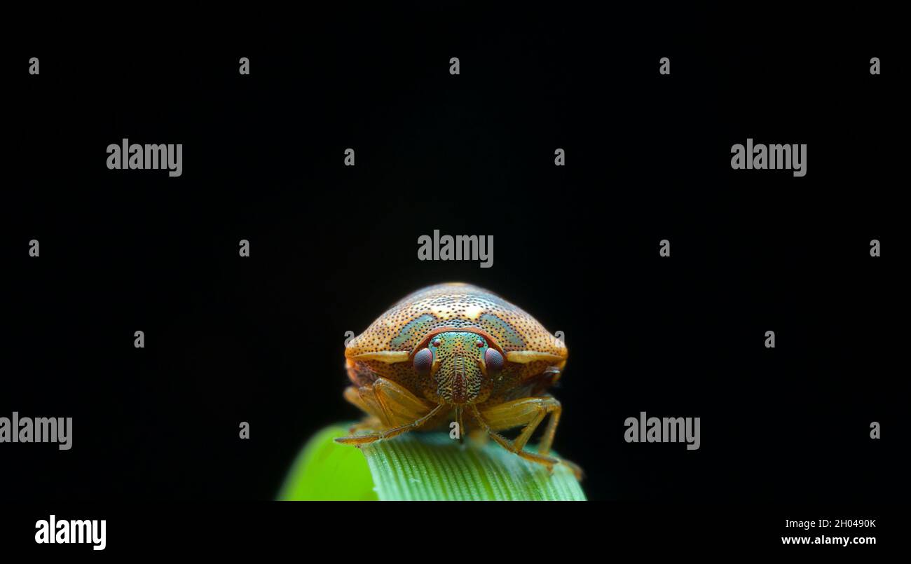 macro of shield bug Stock Photo - Alamy