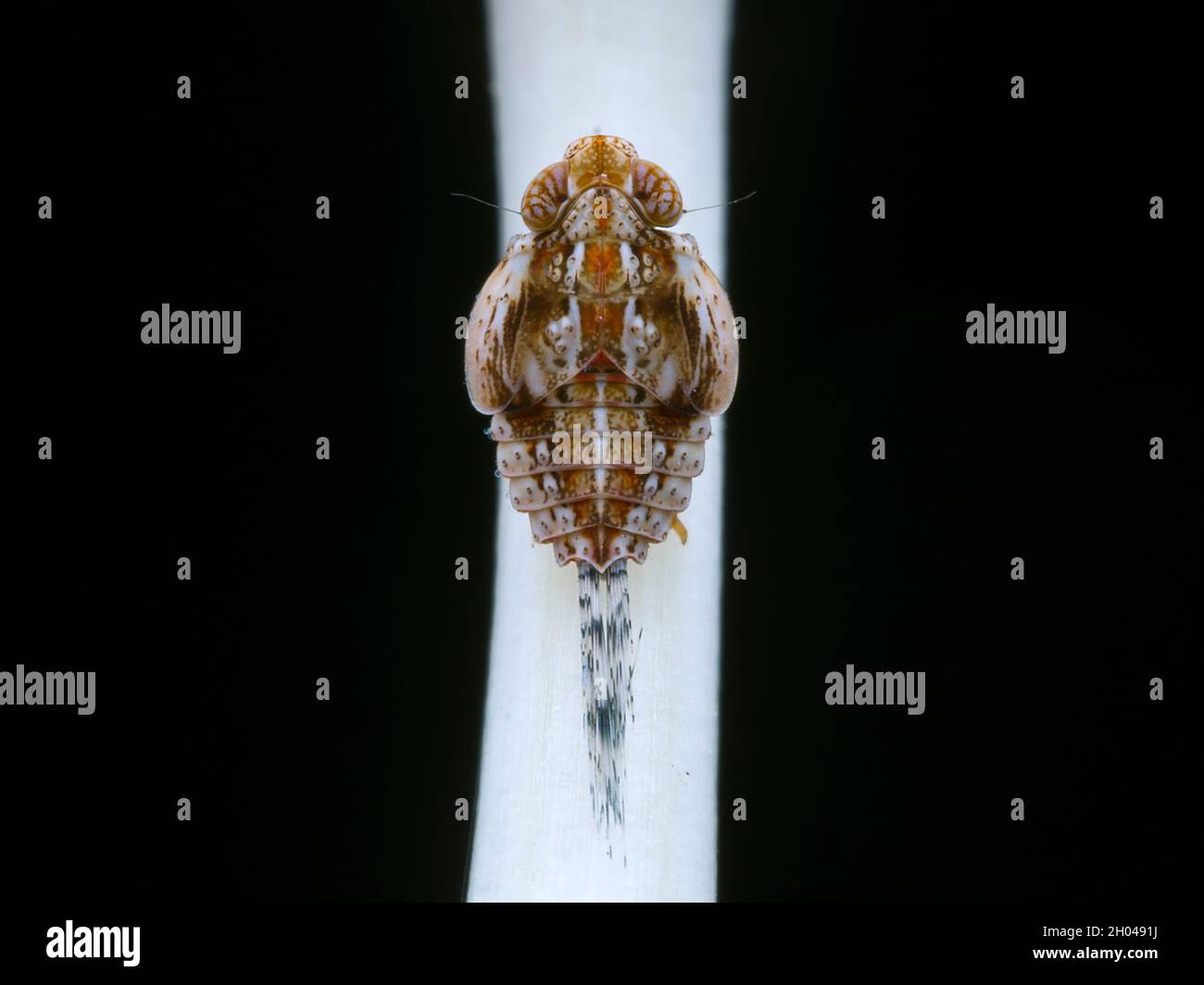 Earth hopper hi-res stock photography and images - Alamy