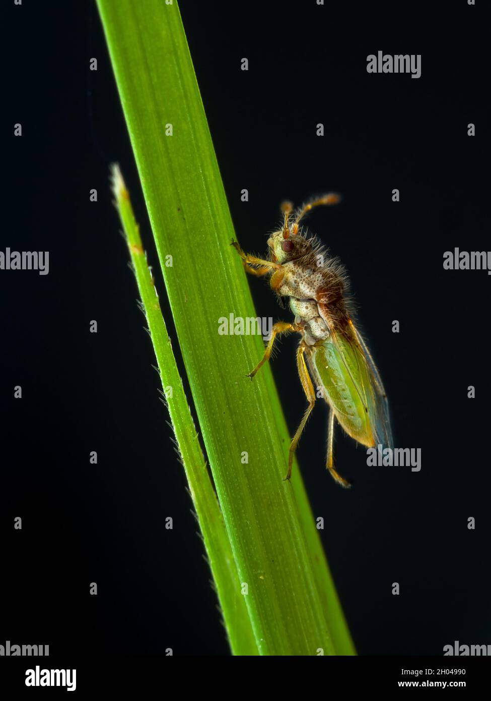 macro of shield bug Stock Photo - Alamy