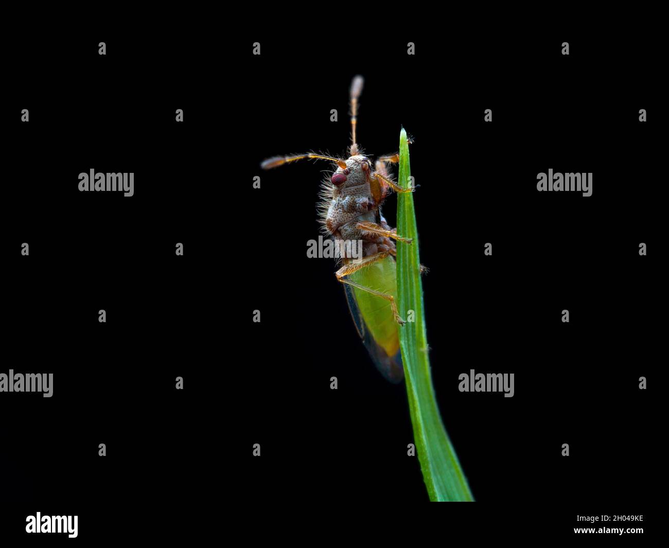 macro of a shield bug Stock Photo - Alamy