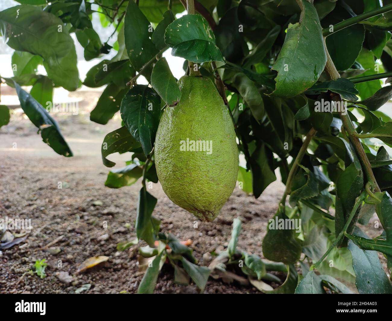 Closeup shot of a green King lemon fruit growing on a tree, which has ...