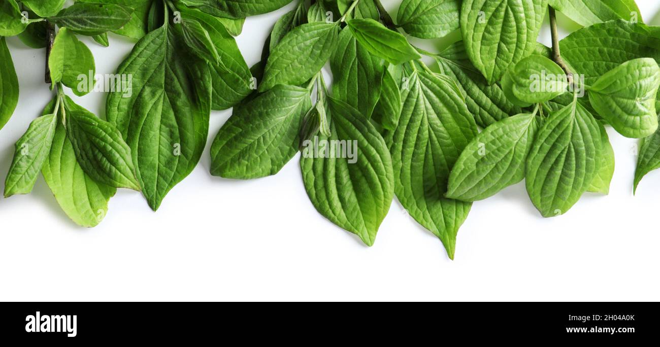 Beautiful spring green leaves on white background Stock Photo - Alamy