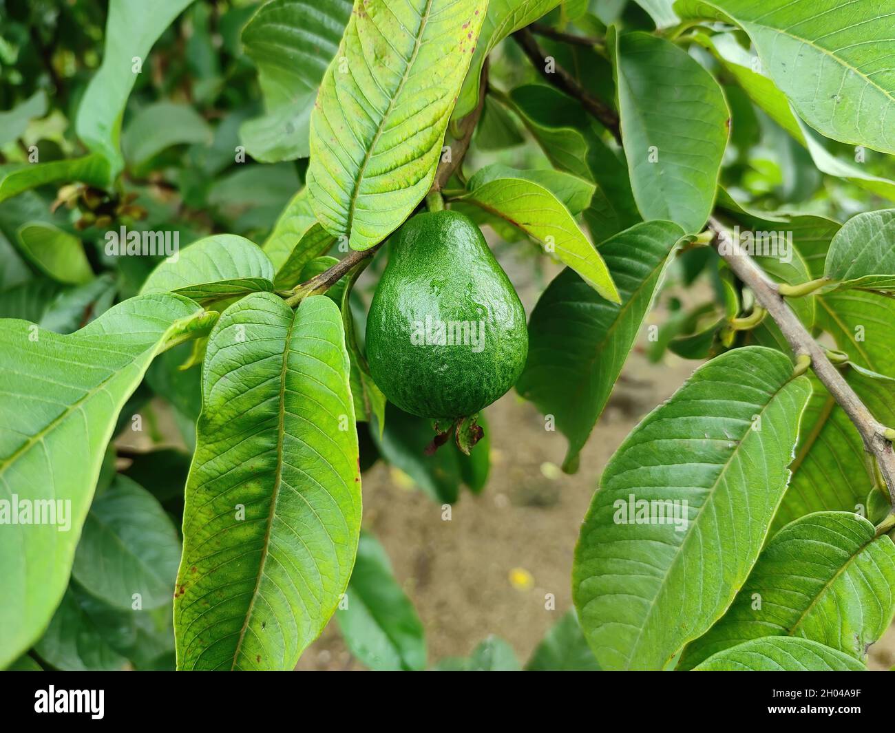 Closeup shot of a green guava fruit growing on the tree Stock Photo - Alamy