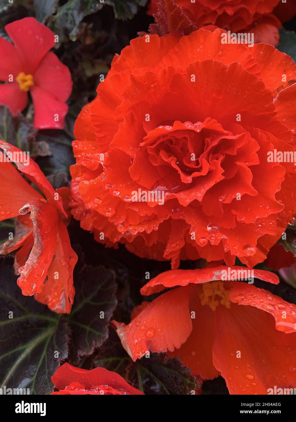 Nice begonia hi-res stock photography and images - Alamy