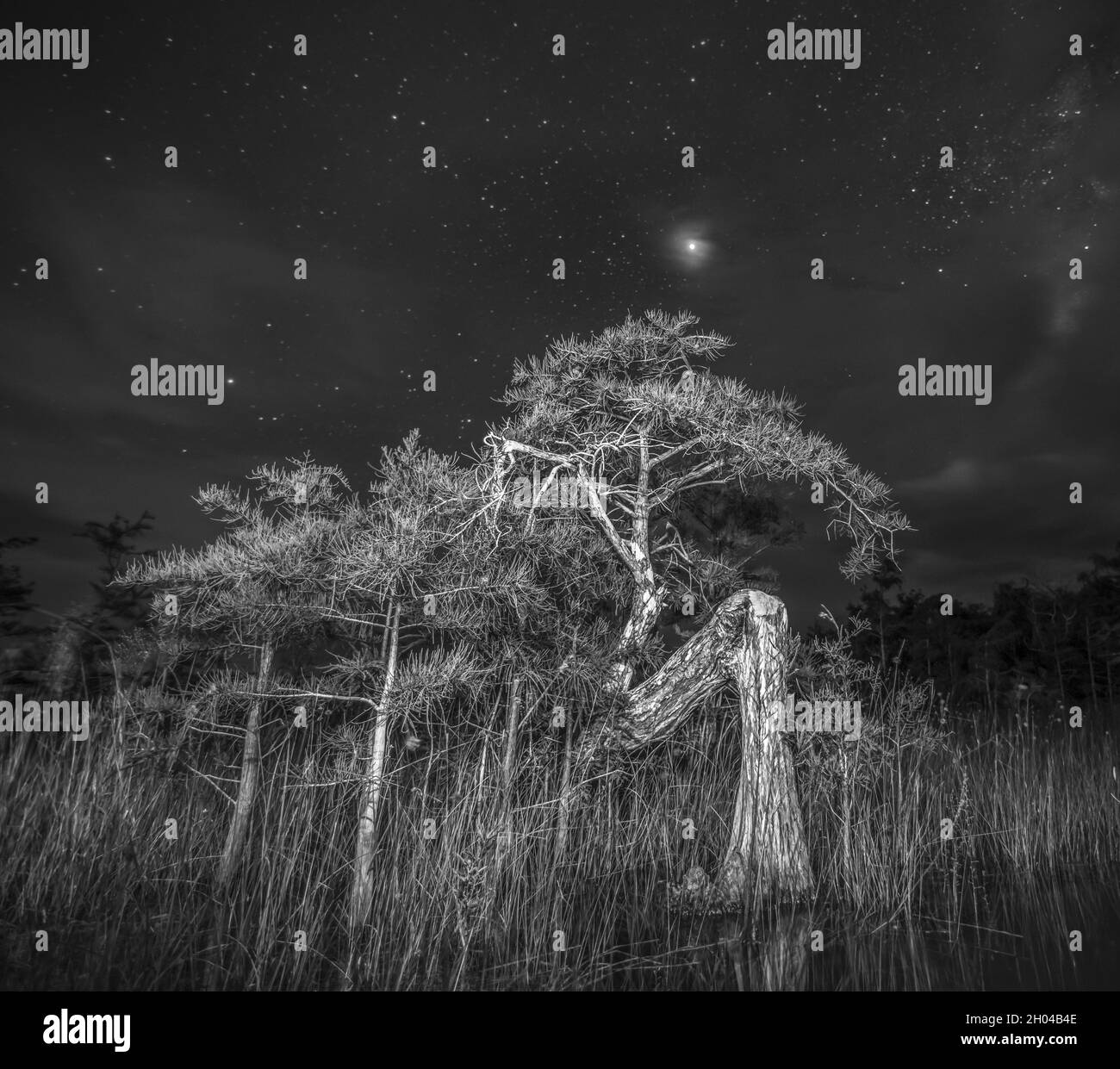 Beautiful night view of the forest surrounded by trees Stock Photo - Alamy