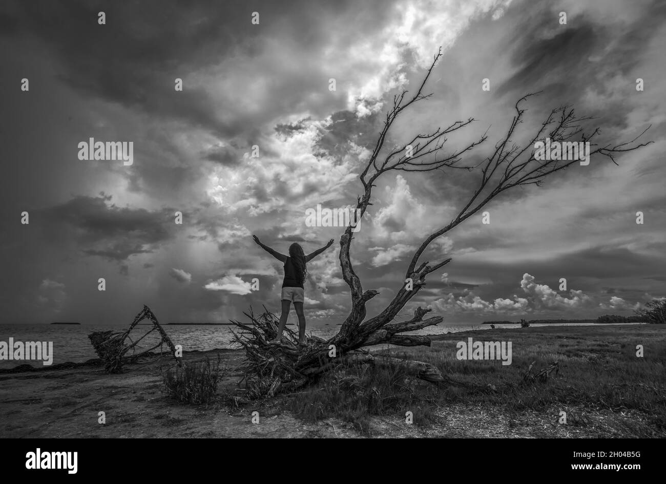 Grayscale view of the beach and female standing on a dead tree in the ...