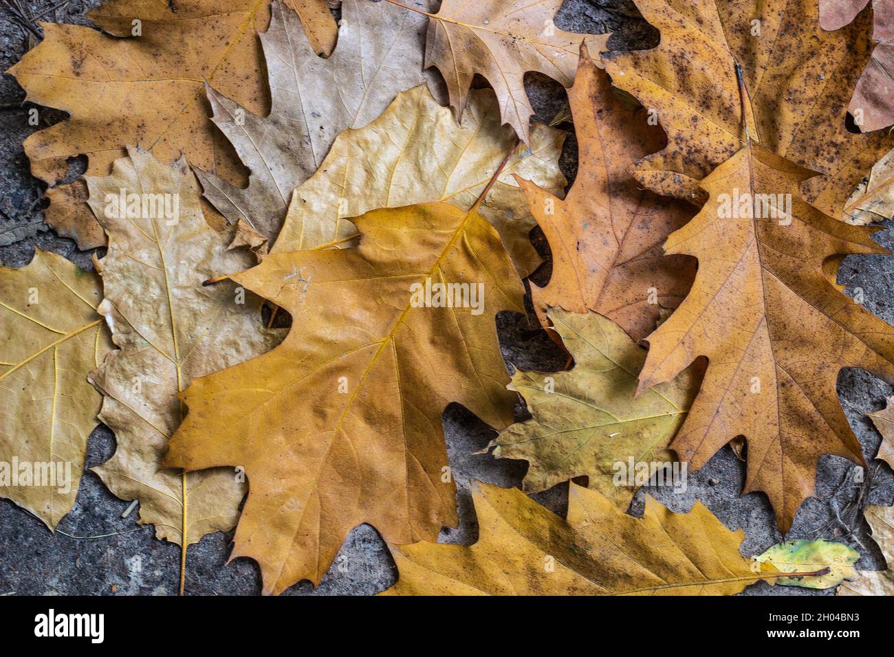 Pile of fallen leaves in the floor during autumn Stock Photo - Alamy