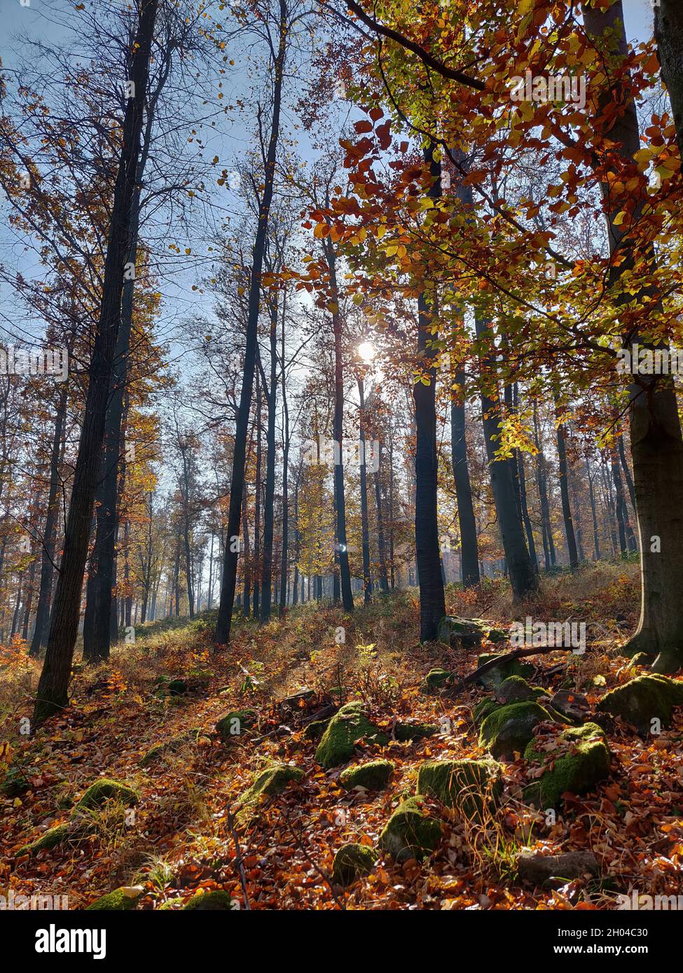 Low angle shot of high trees with autumn colours in the forest, Hungary ...