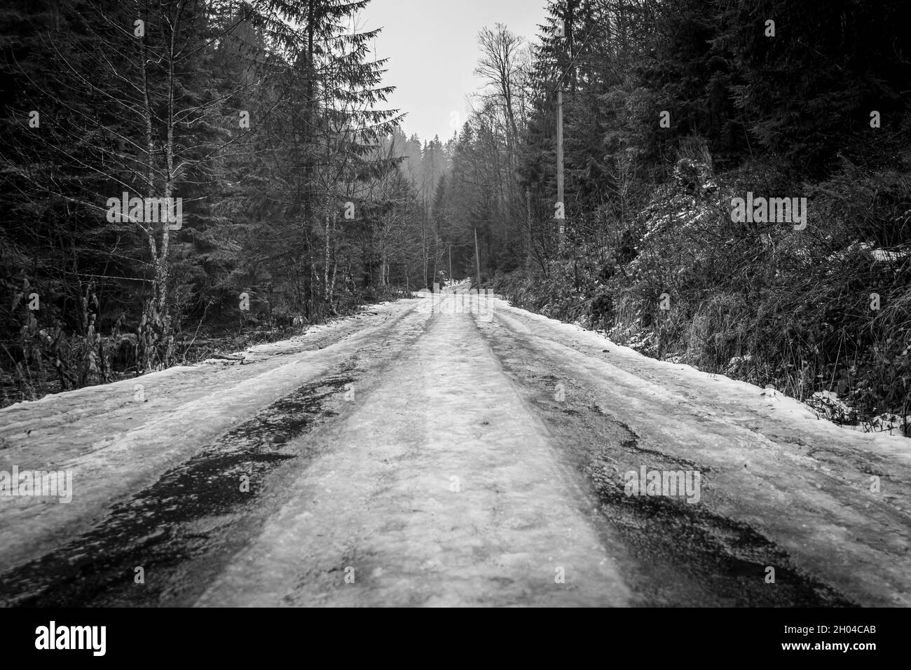Ice path in the forest, black and white Stock Photo - Alamy