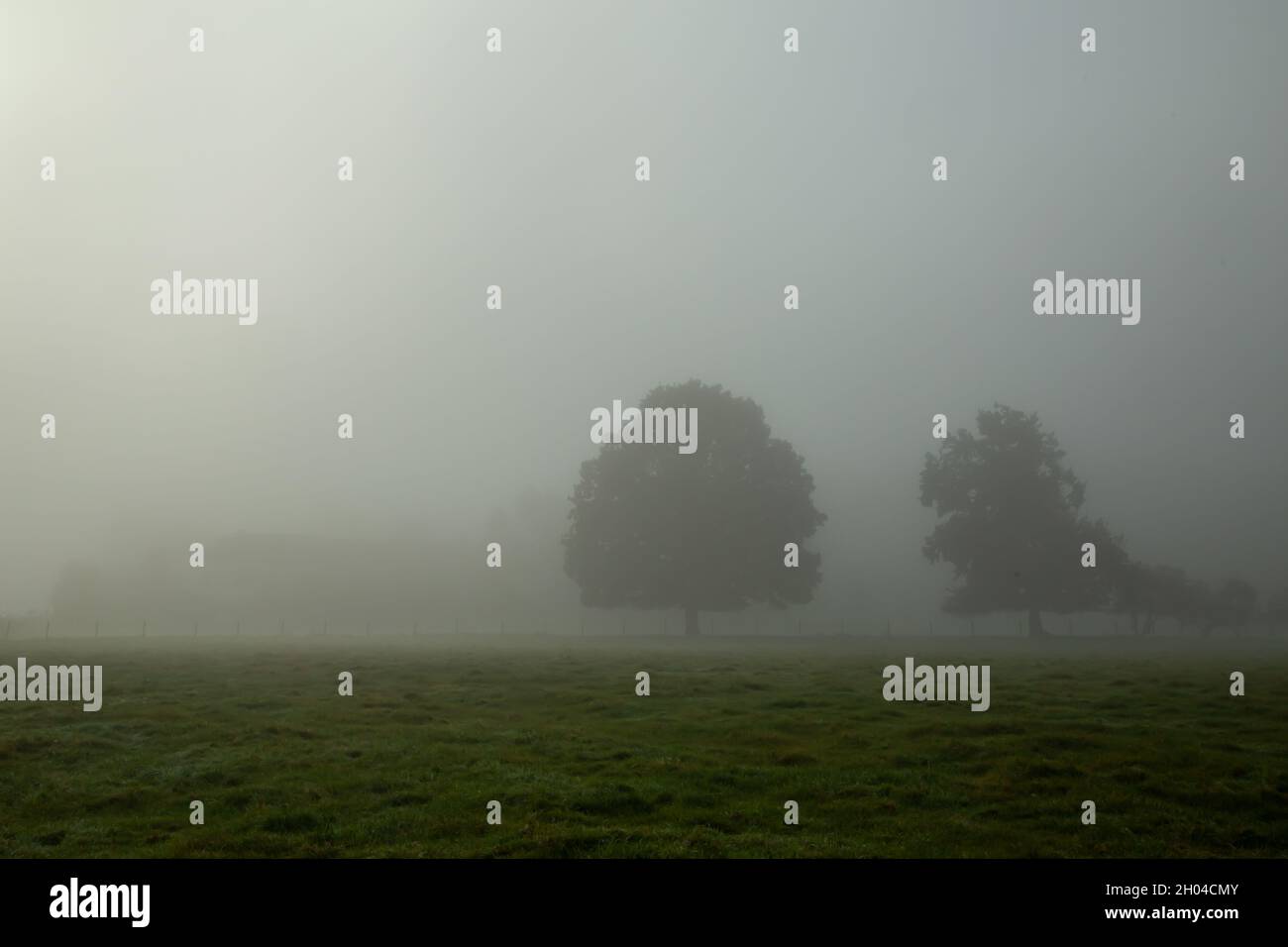 Fog tree trees hi-res stock photography and images - Alamy