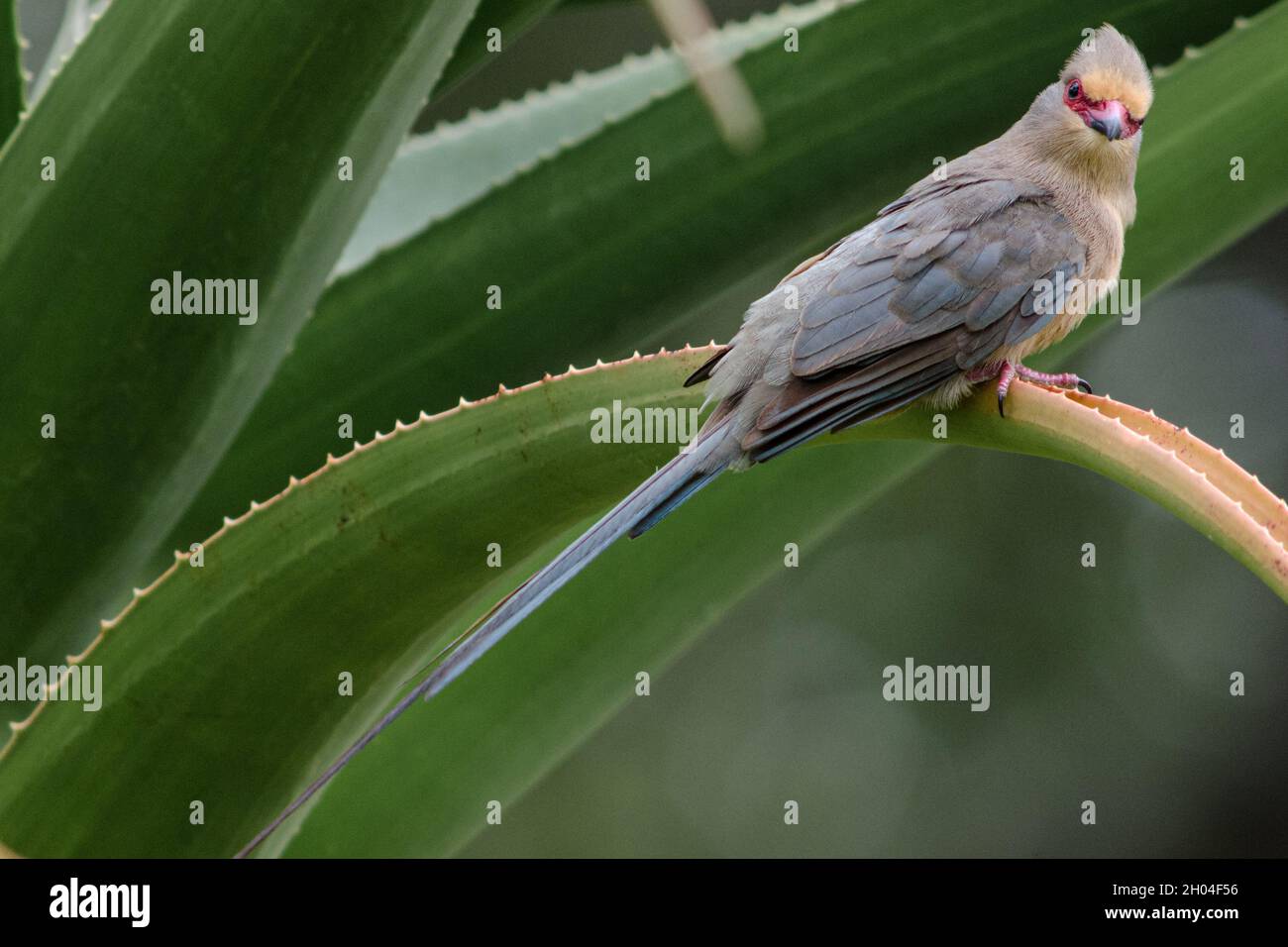Red-faced Mousebird (Urocolius indicus), Grahamstown/Makhanda, Eastern ...