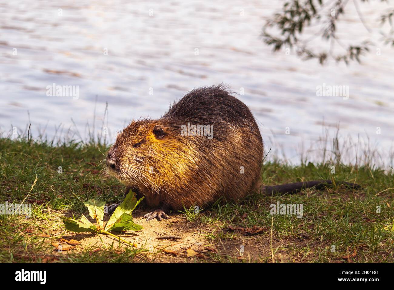 Cute nutria hi-res stock photography and images - Alamy