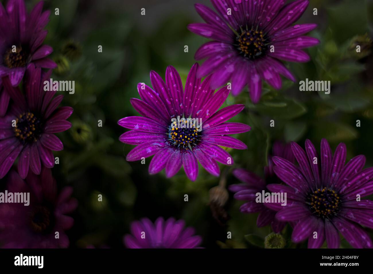 Margarita african daisy hi-res stock photography and images - Alamy