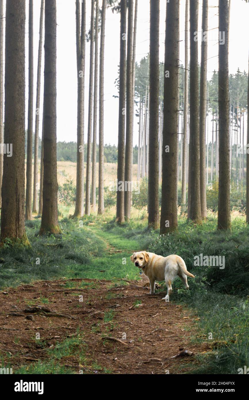 Vertical shot of a Labrador in the forest with tall trees Stock Photo ...