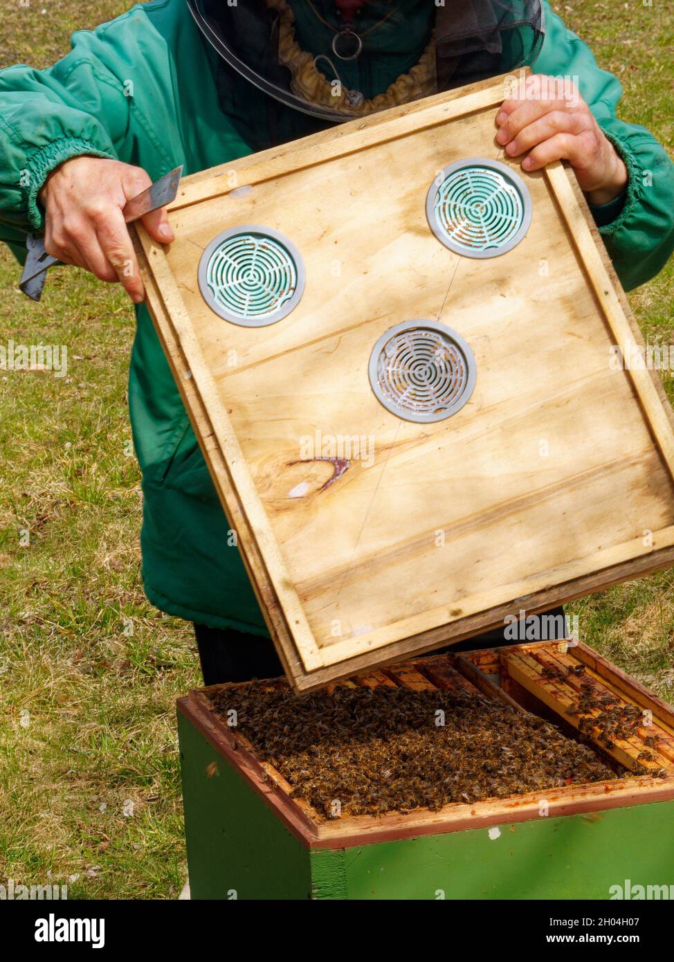 Eastern honey bee hi-res stock photography and images - Alamy