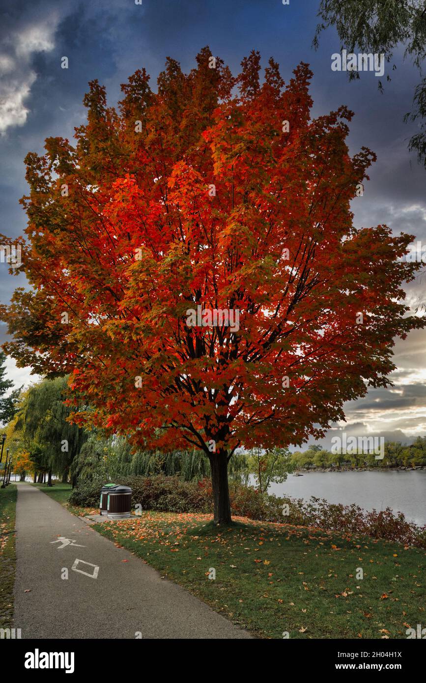 Montreal,Quebec,Canada,October 11,2021.Autumn foliage on trees in ...
