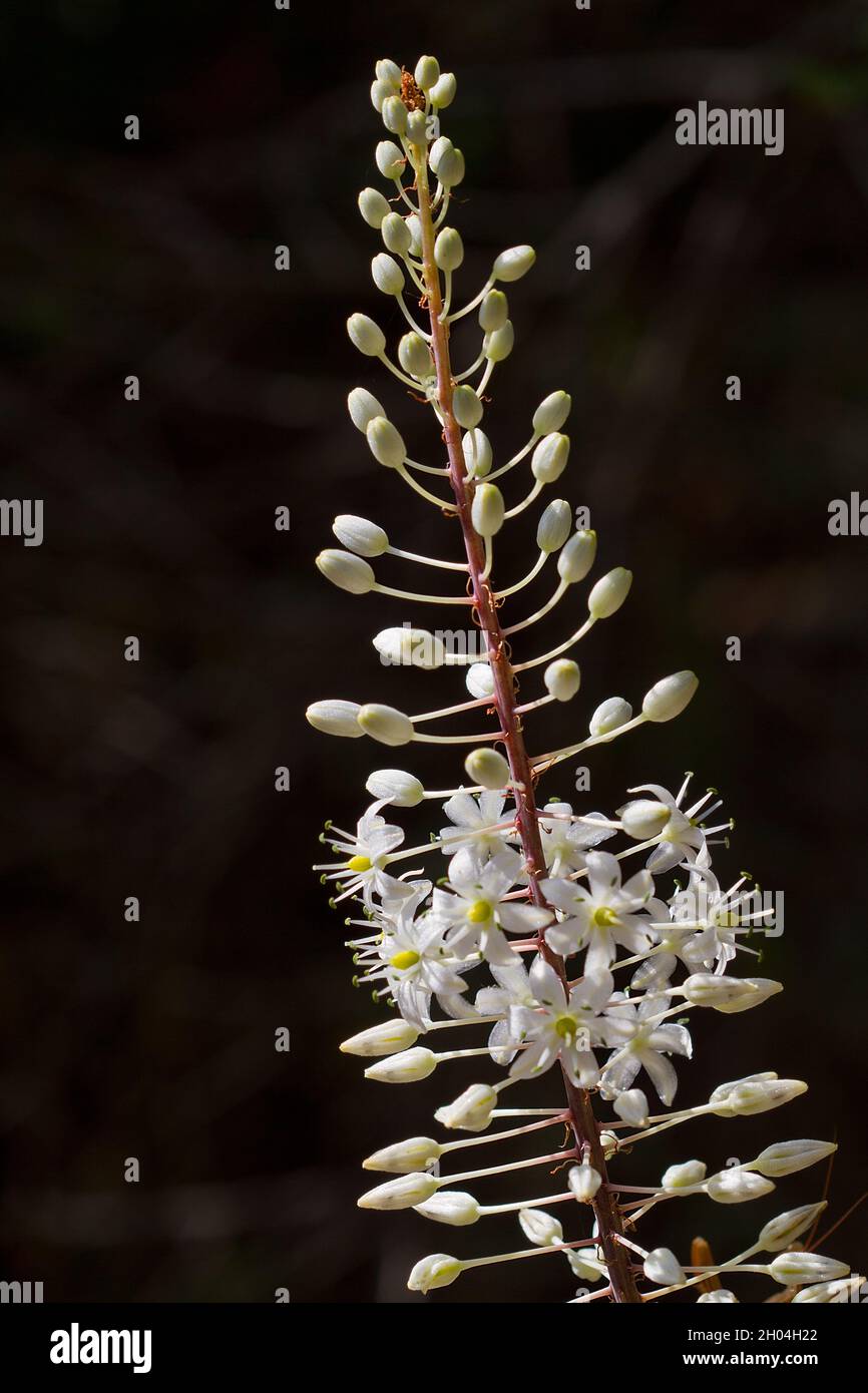 Closeup of the tall inflorescence with small white flowers of Drimia ...