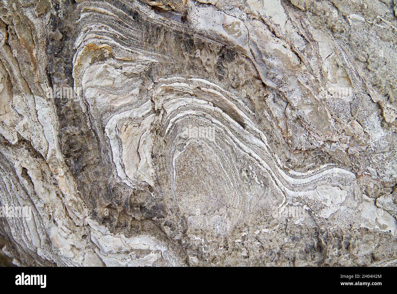 Closeup of layered rock, deformed by compressive forces Stock Photo - Alamy