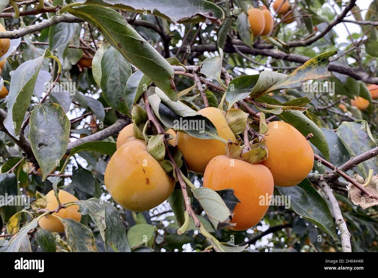 Orange permission fruits on the branches Stock Photo - Alamy