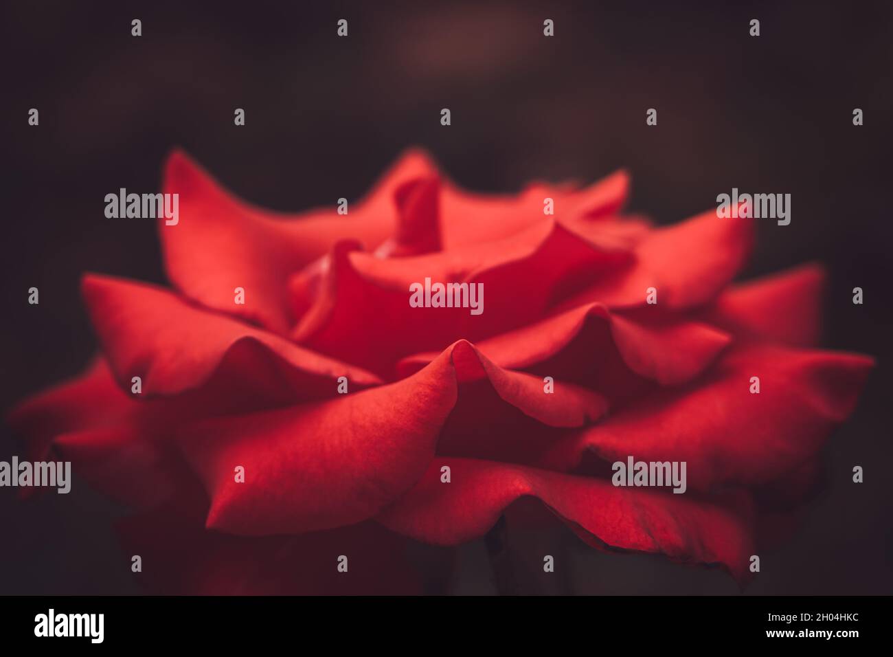 Focus red rose hi-res stock photography and images - Alamy
