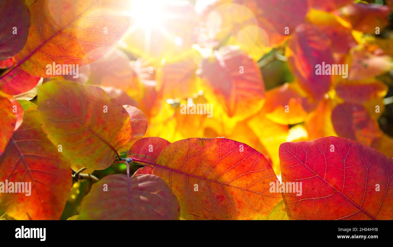 Art sunny background with autumn red leaves and shining sun. Fall ...