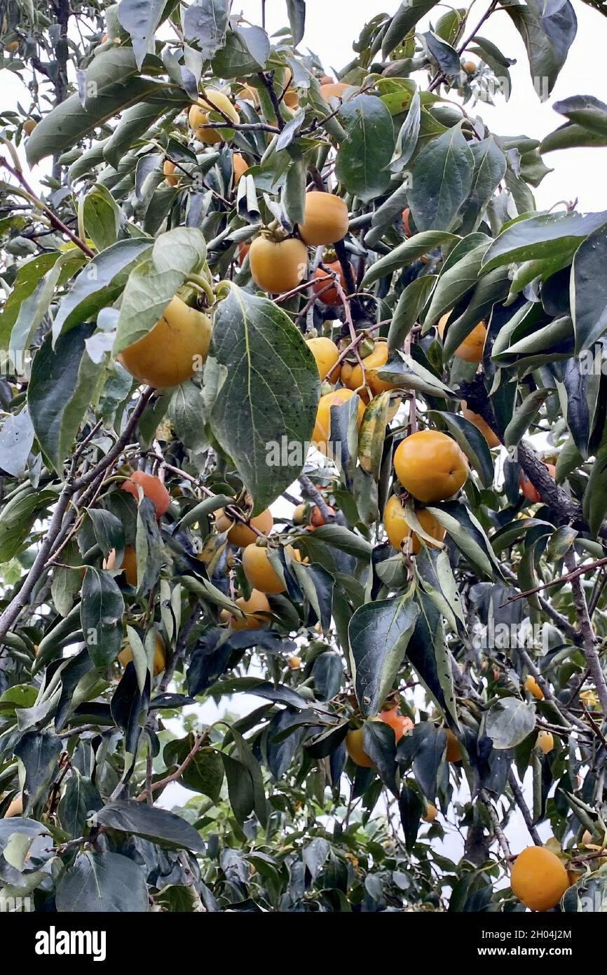 Orange permission fruits on the branches Stock Photo - Alamy