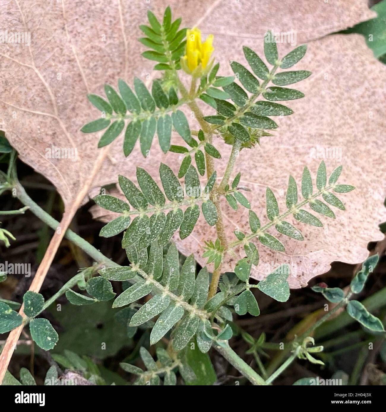 Vertical shot of a wild bindii (tribulus terrestris, bullhead, burra ...