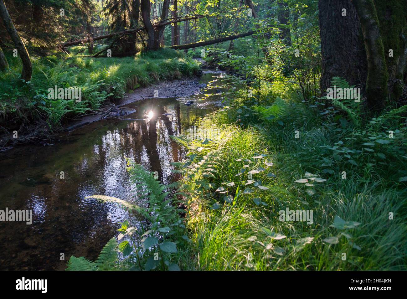 magical light on the bank of a remote river in the forest tranquility ...