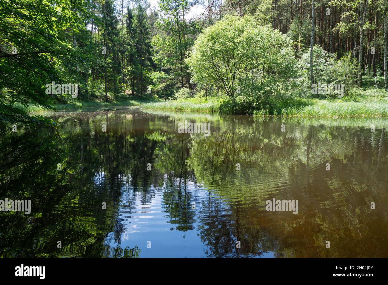 scenic reflection of green leaves in calm water of a remote forest lake ...