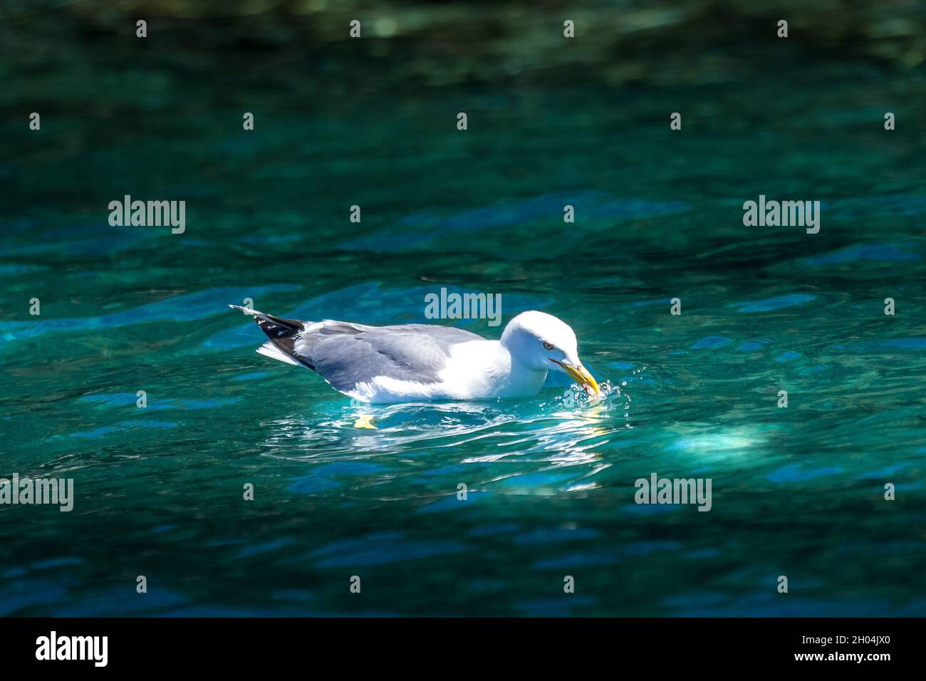 Seagull floating in the sea is drinking water Stock Photo - Alamy