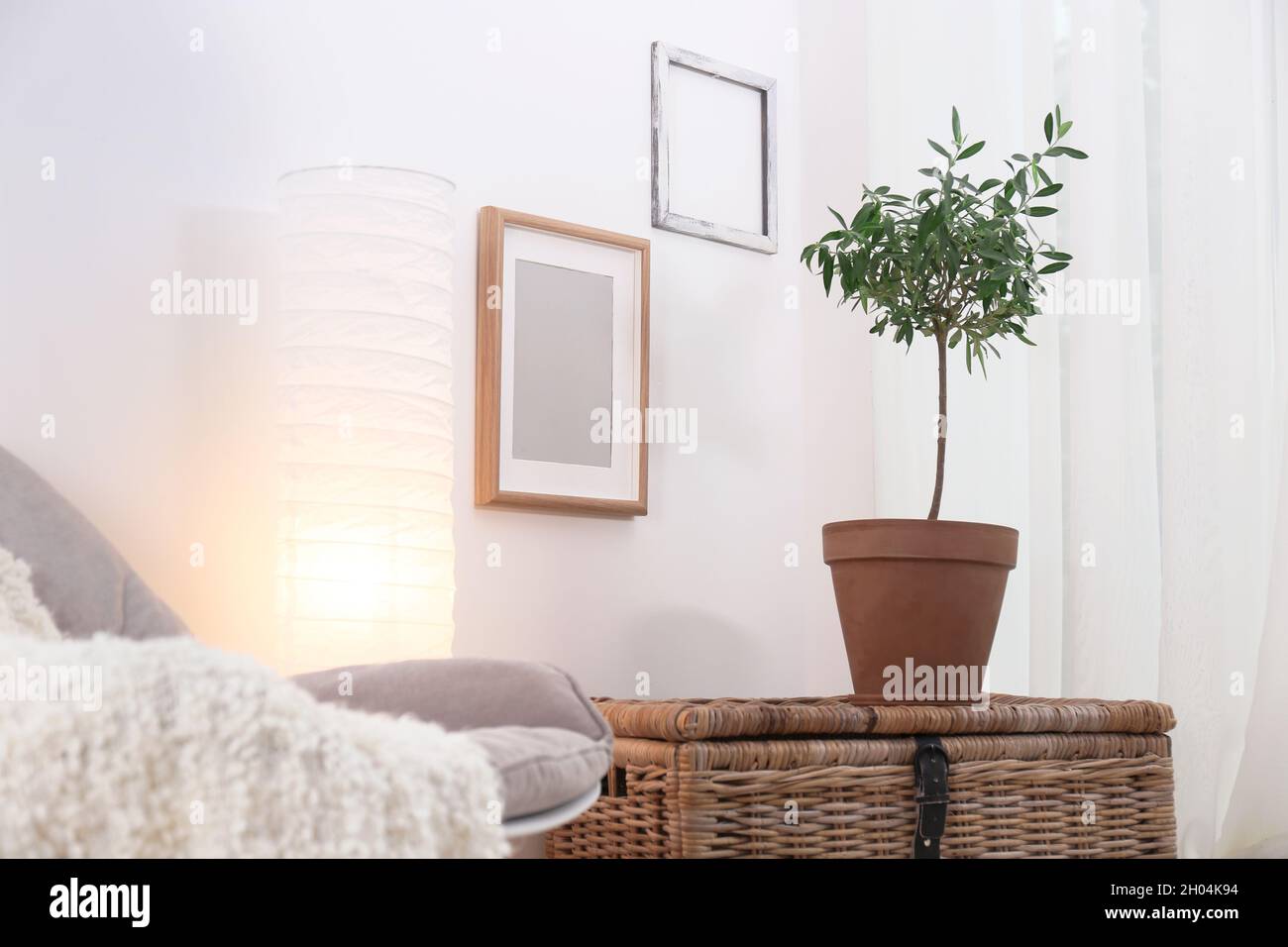 Stylish room interior with young olive tree Stock Photo - Alamy