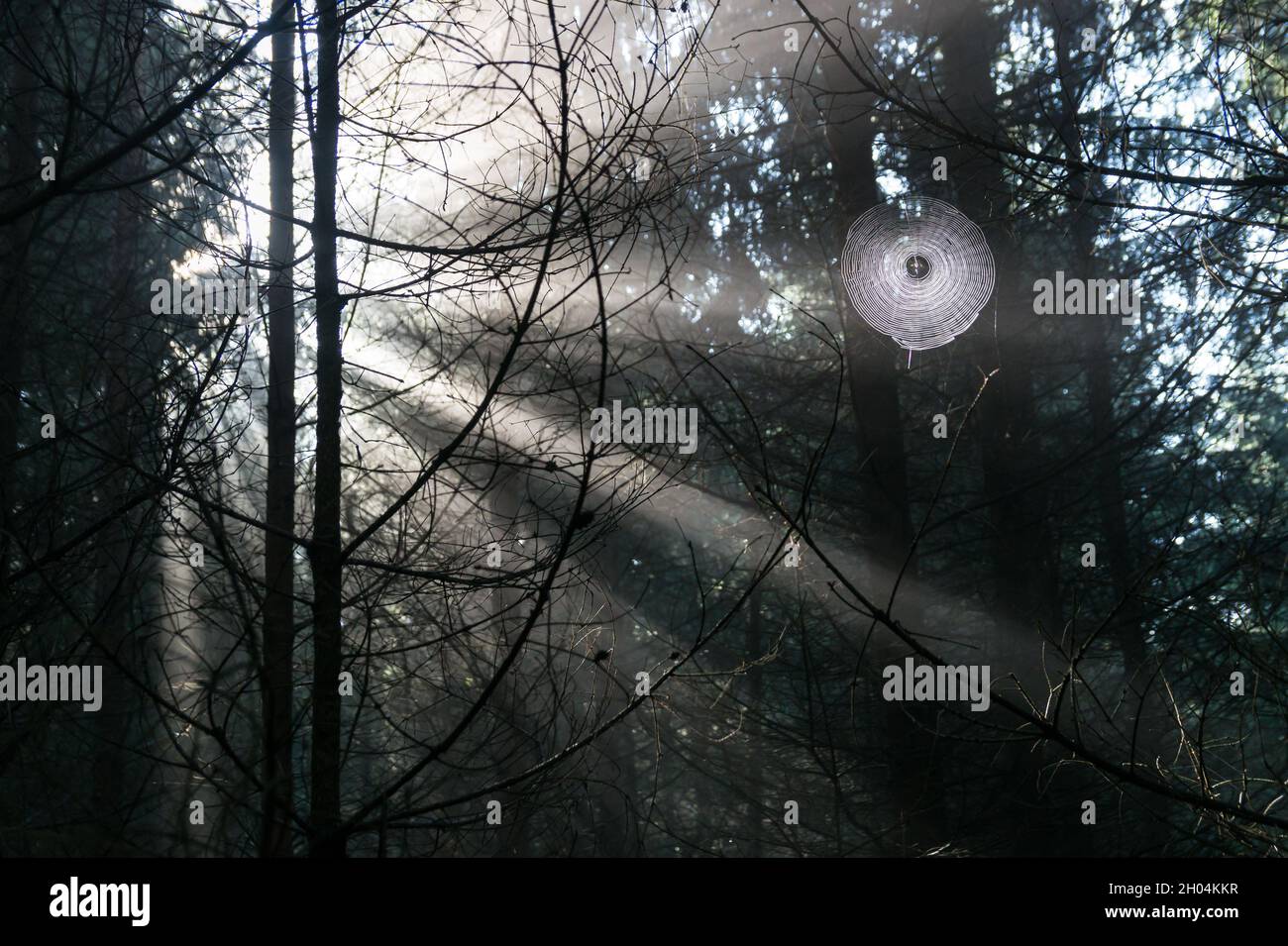 spider web and bright sun rays in the dark forest magical misty morning ...