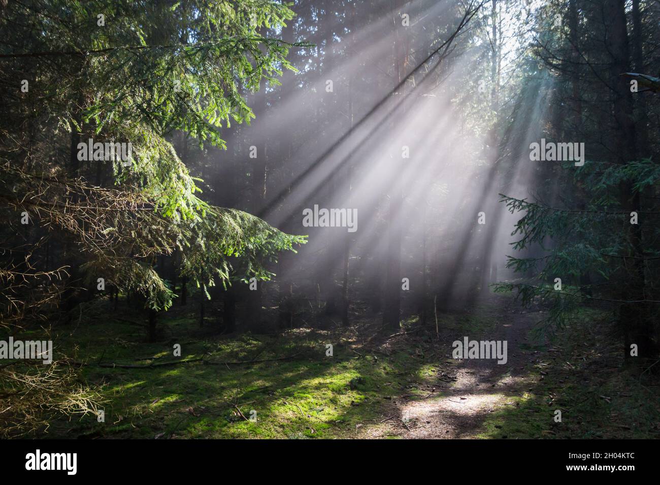 bright sun rays in the magical forest and green conifers Stock Photo ...