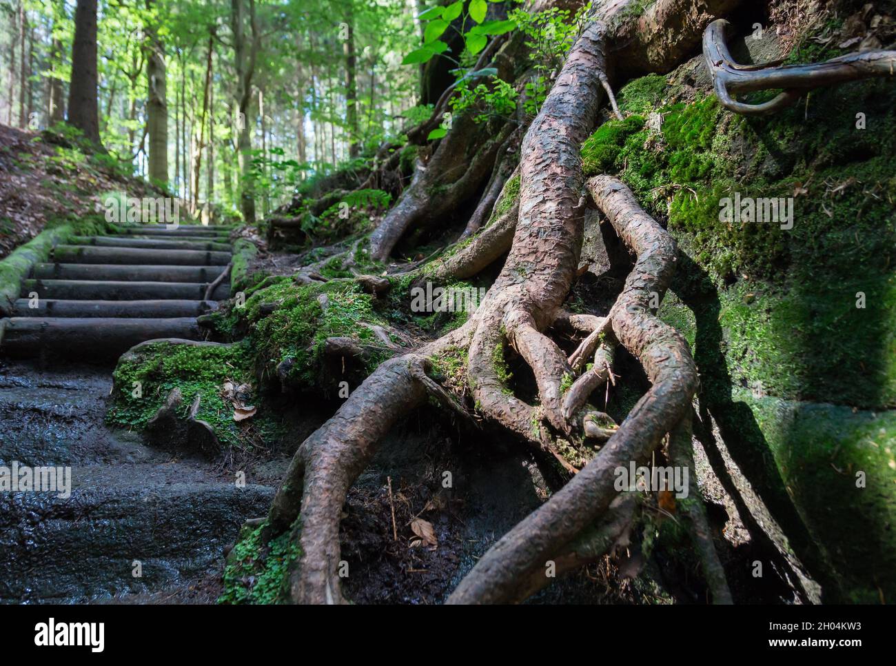 tree roots and sandstone steps in the summer forest Stock Photo - Alamy