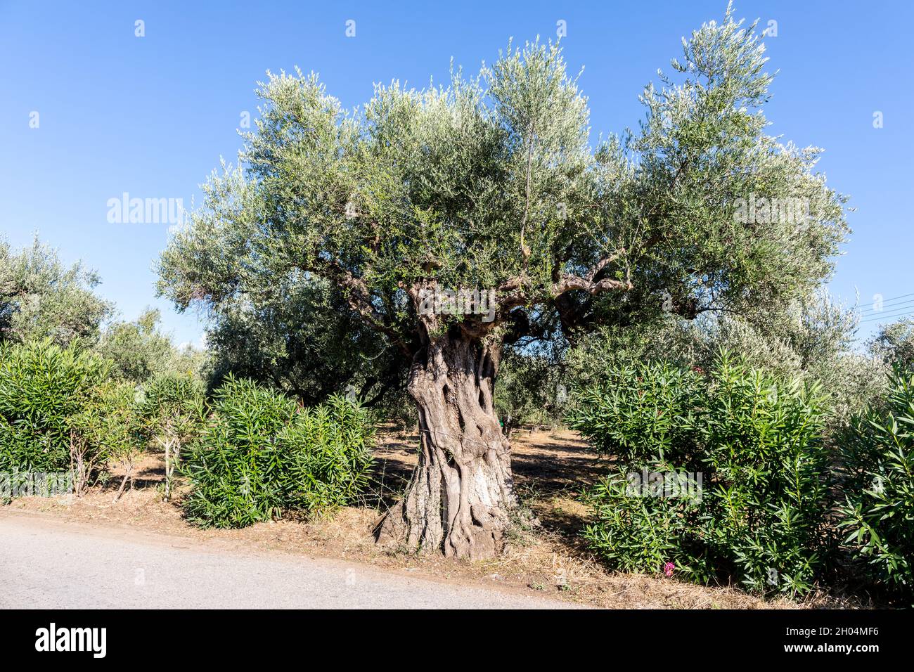 Olive trees greece hi-res stock photography and images - Alamy