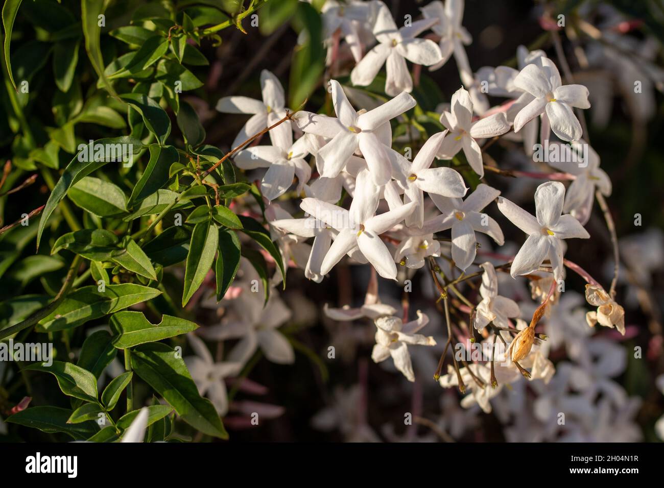 White jasmine flowers (jasminum officinale) in the garden Stock Photo ...
