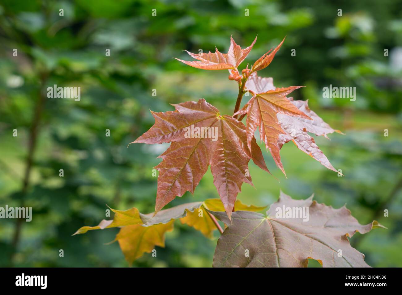 Brown and red leaf hi-res stock photography and images - Alamy