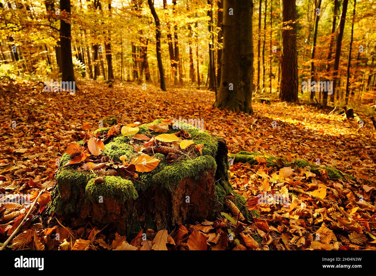Beautiful autumn forest with the sun shining in. The ground is covered ...