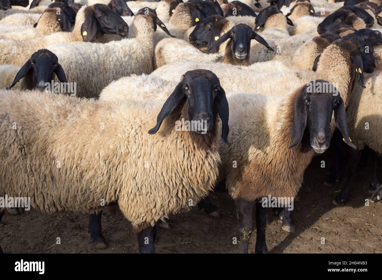 Flock of suffolk sheep with black head, standing on ranch Stock Photo ...