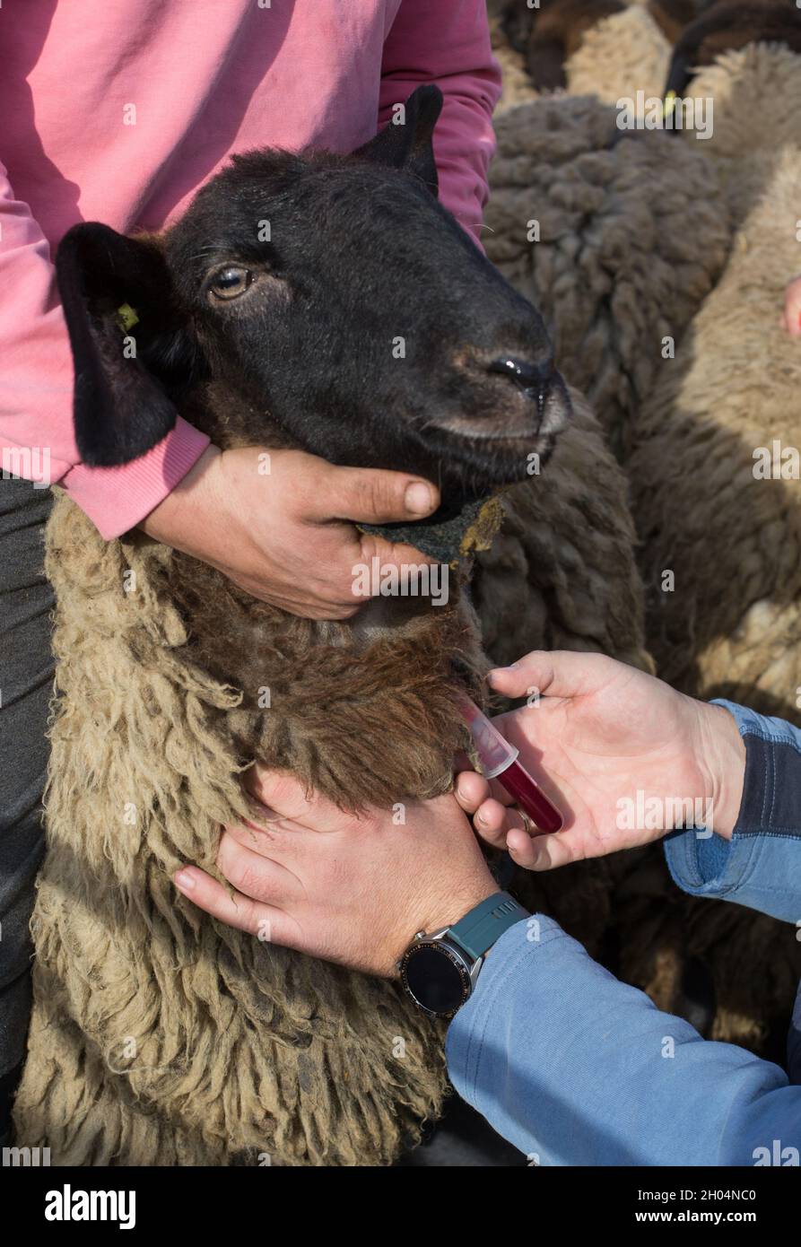 Taking blood sample hi-res stock photography and images - Alamy