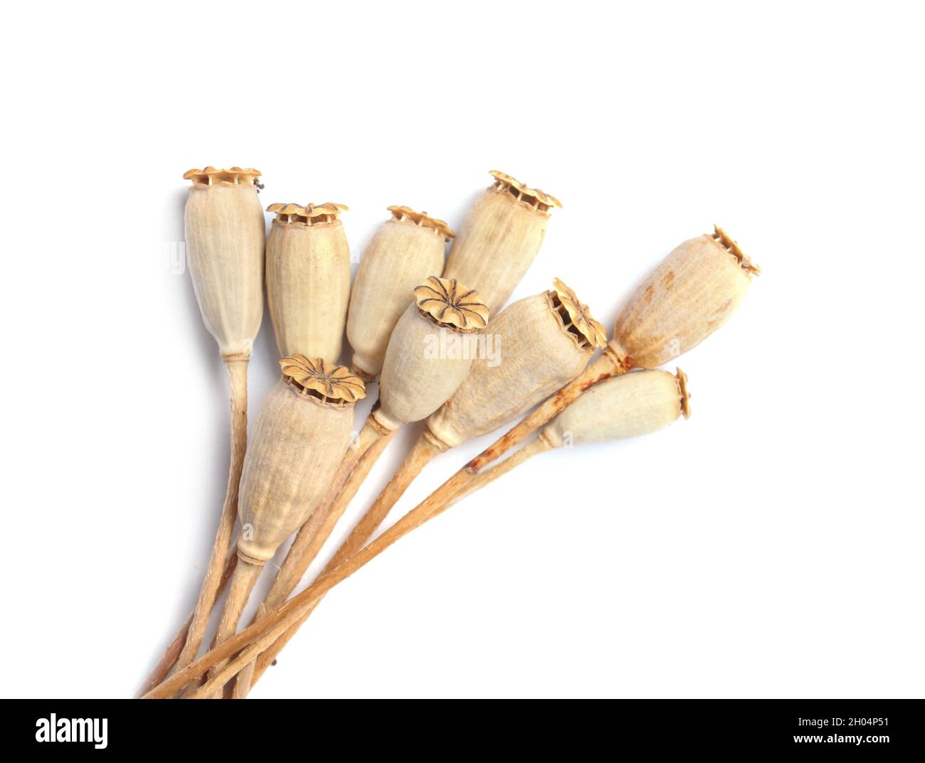 Dry poppy heads with seeds on white background, top view Stock Photo ...