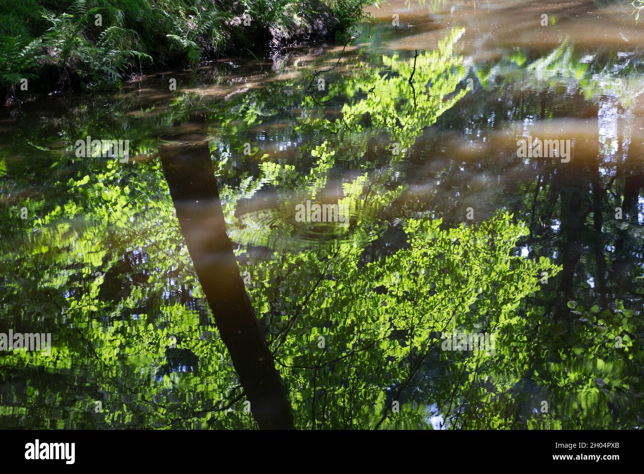 scenic summer reflection of green leaves and fern in calm water of a ...