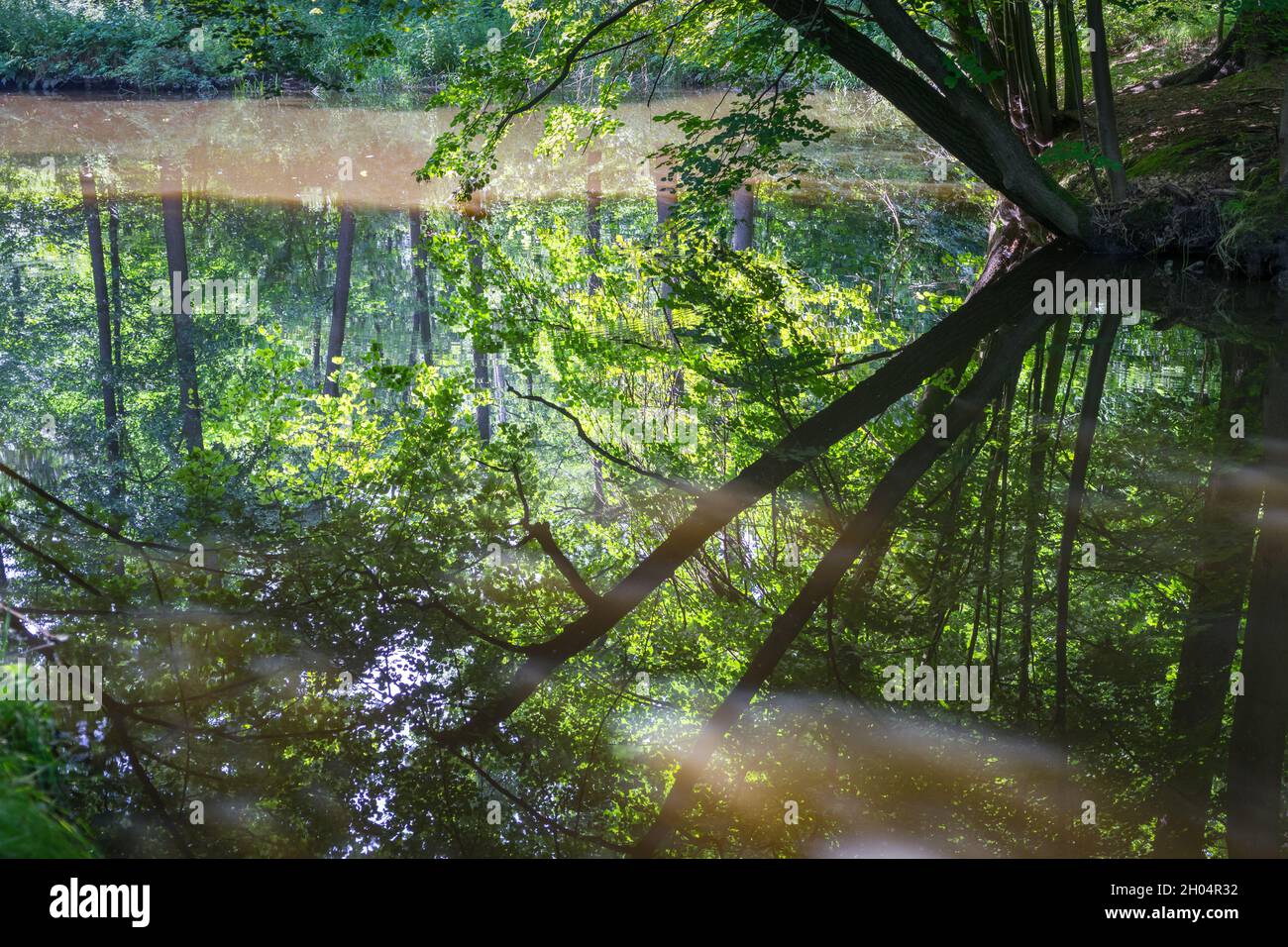 magical summer reflection of trees and green leaves in calm water ...