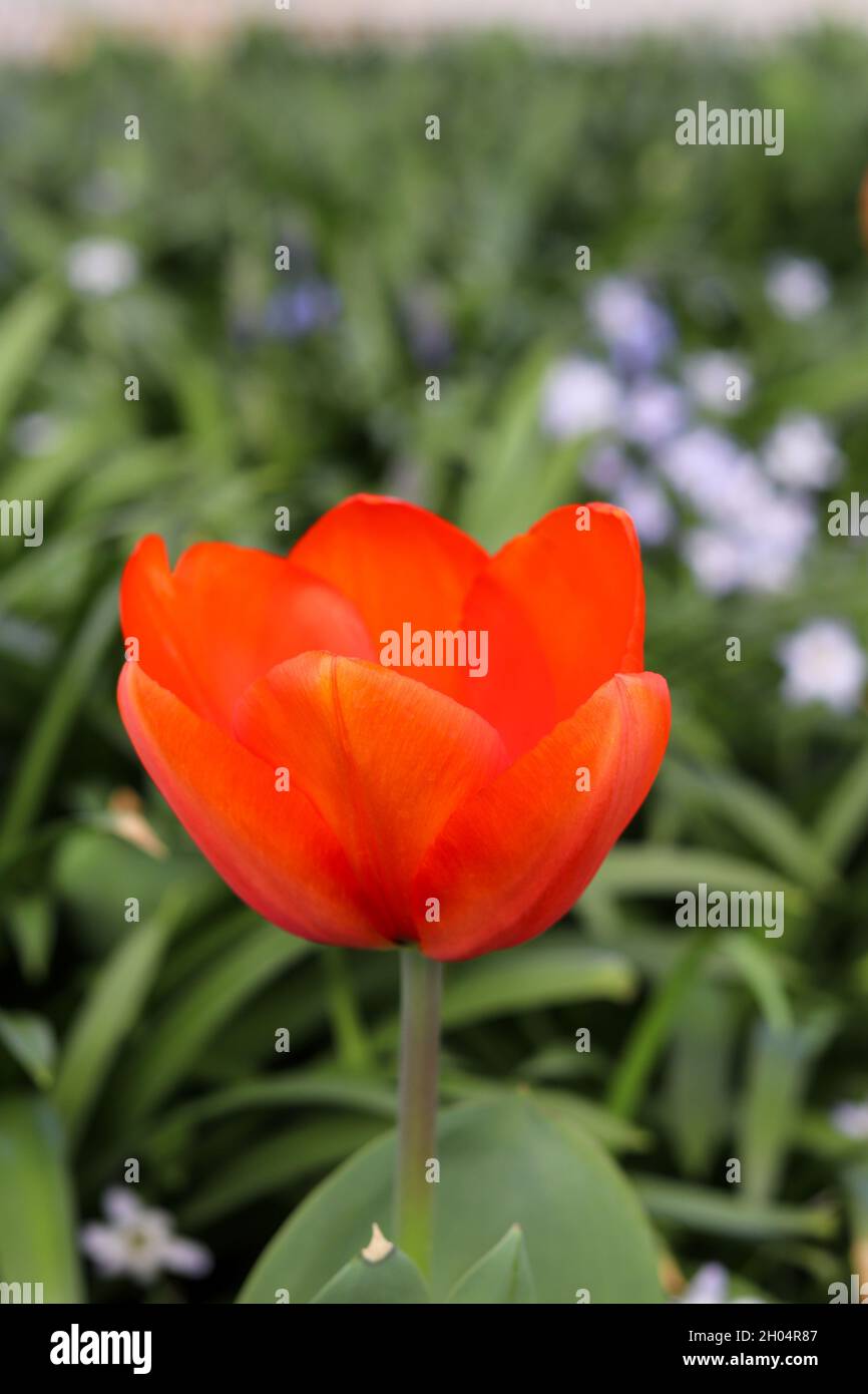 Natural tulip plants in Corbett Gardens, Bowral NSW Australia Stock ...
