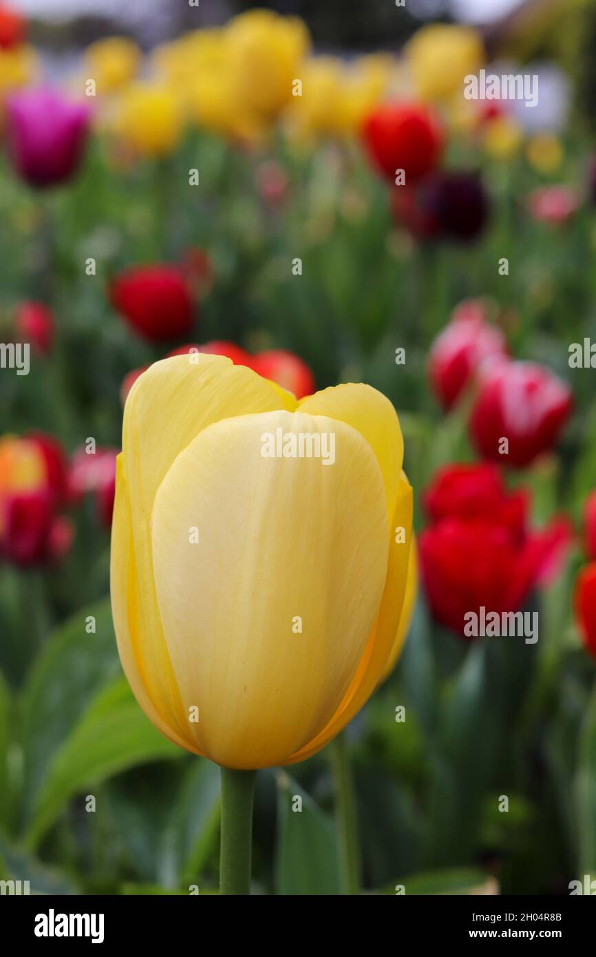 Natural tulip plants in Corbett Gardens, Bowral NSW Australia Stock ...