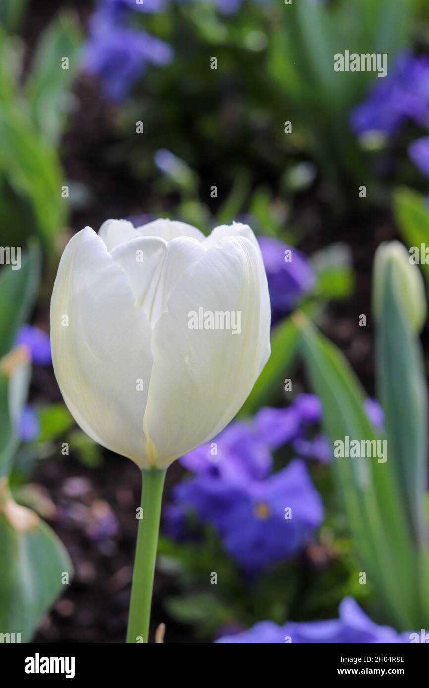 Natural tulip plants in Corbett Gardens, Bowral NSW Australia Stock ...