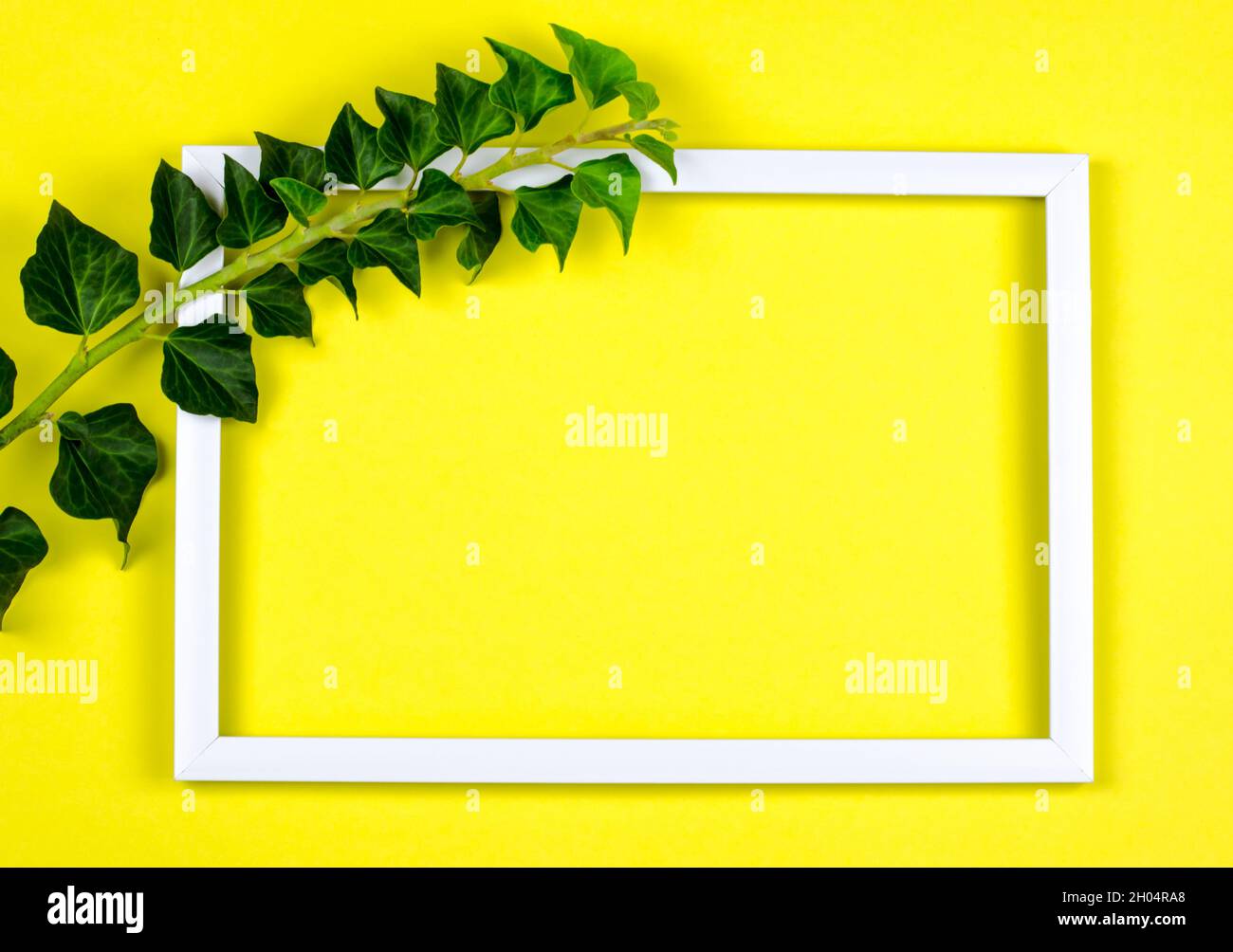 White rectangular frame on a yellow background decorated with ivy ...