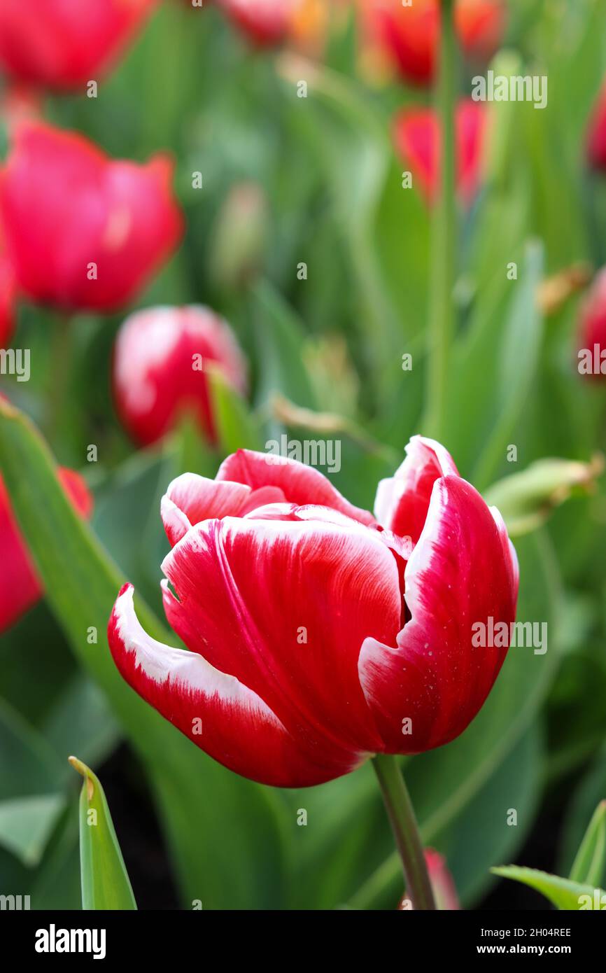 Natural tulip plants in Corbett Gardens, Bowral NSW Australia Stock ...