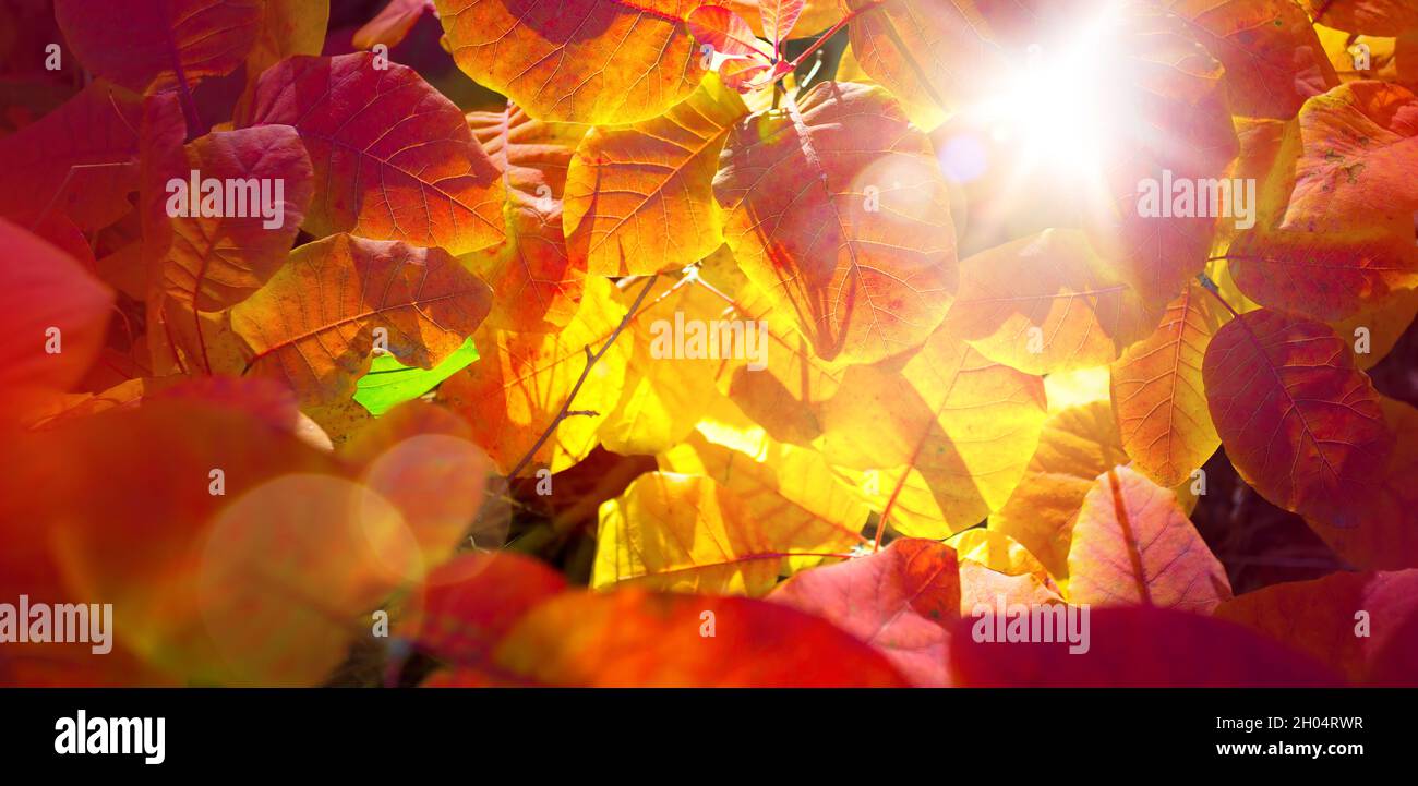 Art sunny background with autumn red leaves and shining sun. Fall ...