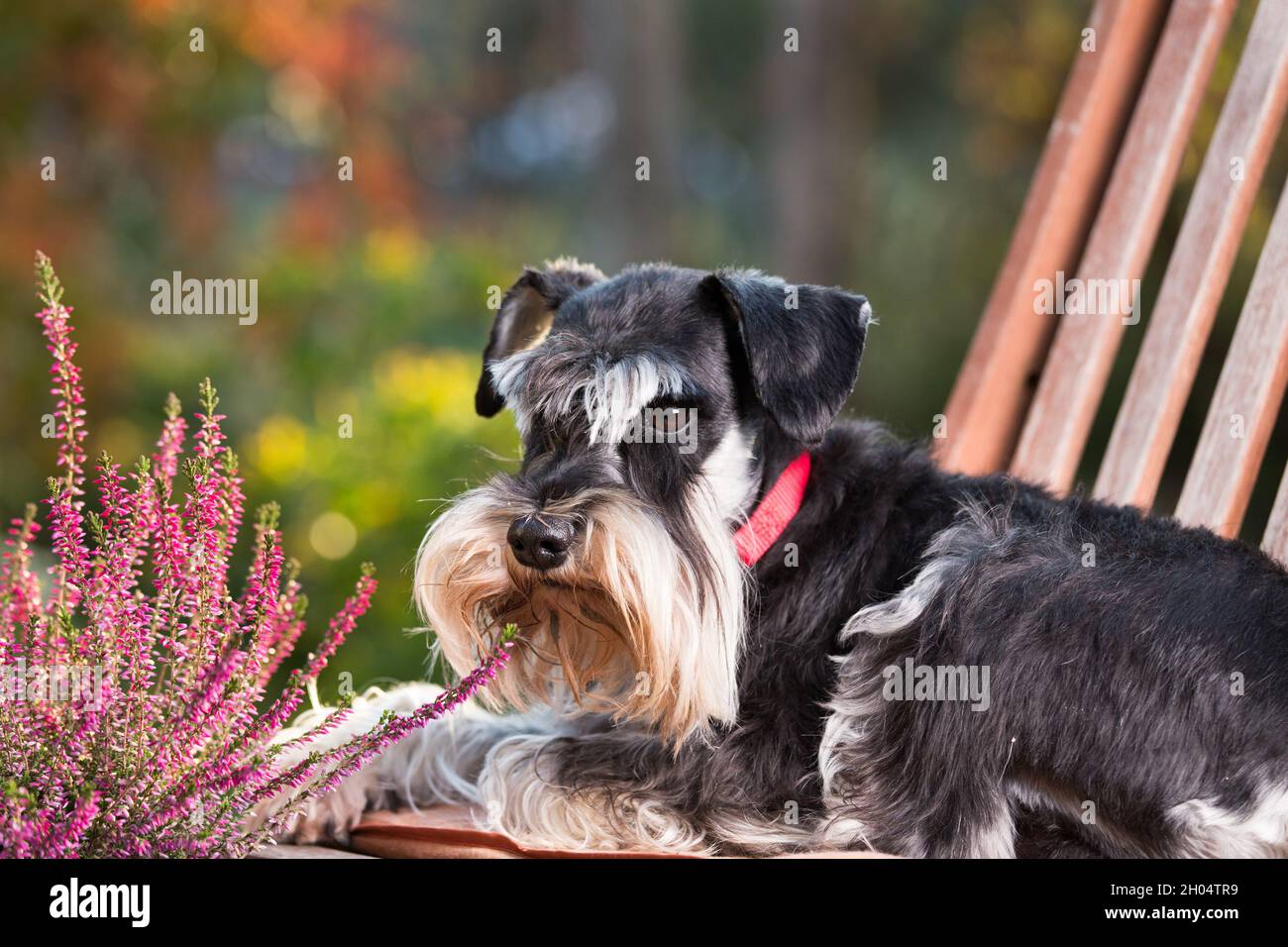 Miniature schnauzer sitting hi-res stock photography and images - Alamy